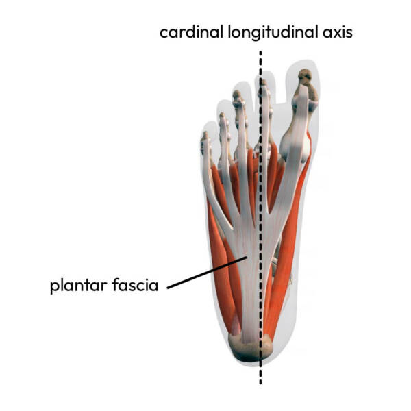Player Injury Analysis: Ansu Fati - Premier Injuries